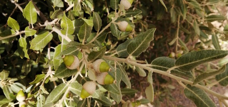 O-RADS 3: низкий риск рака яичников